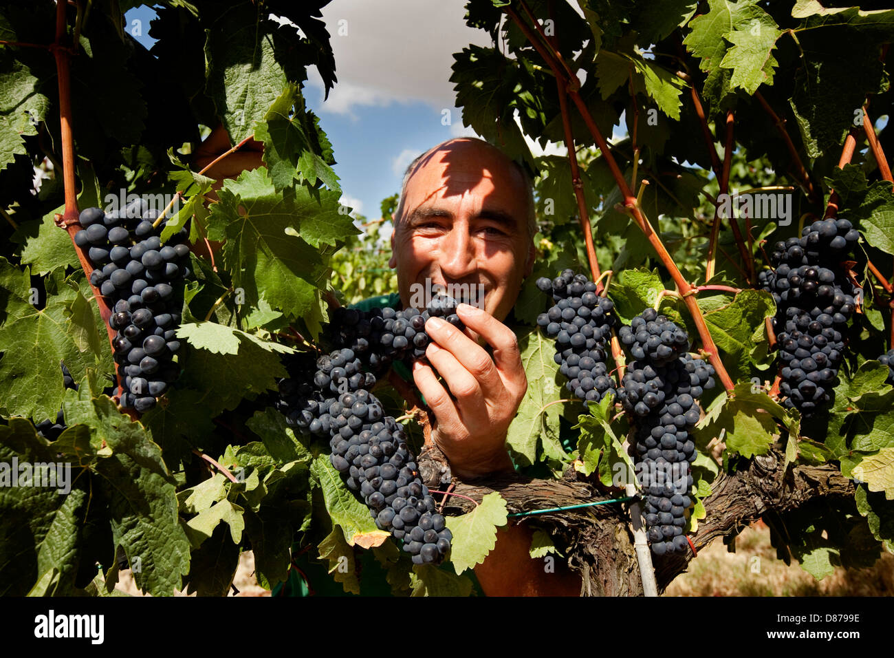 Vineyard, Lakar. Navarre. Spain Stock Photo - Alamy