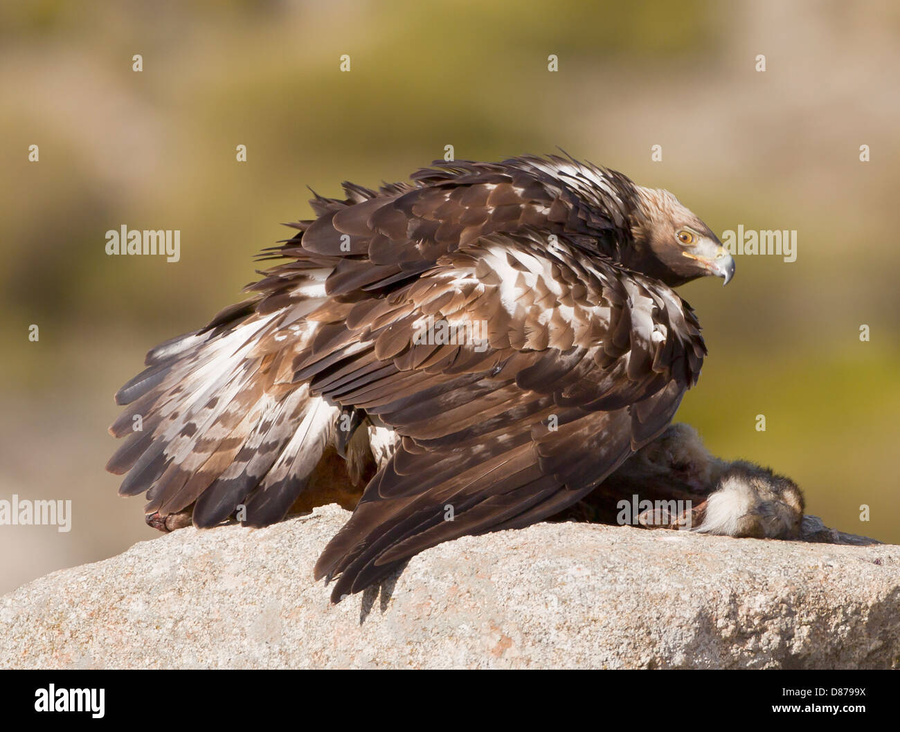 Golden Eagle Aquila chrysaetos shielding its prey a red fox from ...