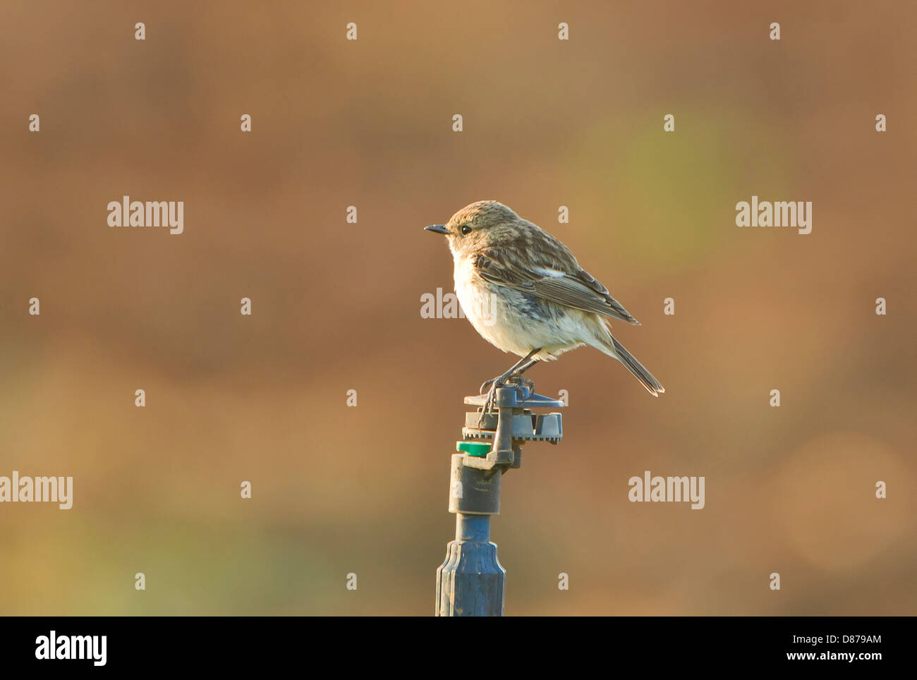 Siberian Stonechat female Saxicola maura parched mandria cyprus Stock ...