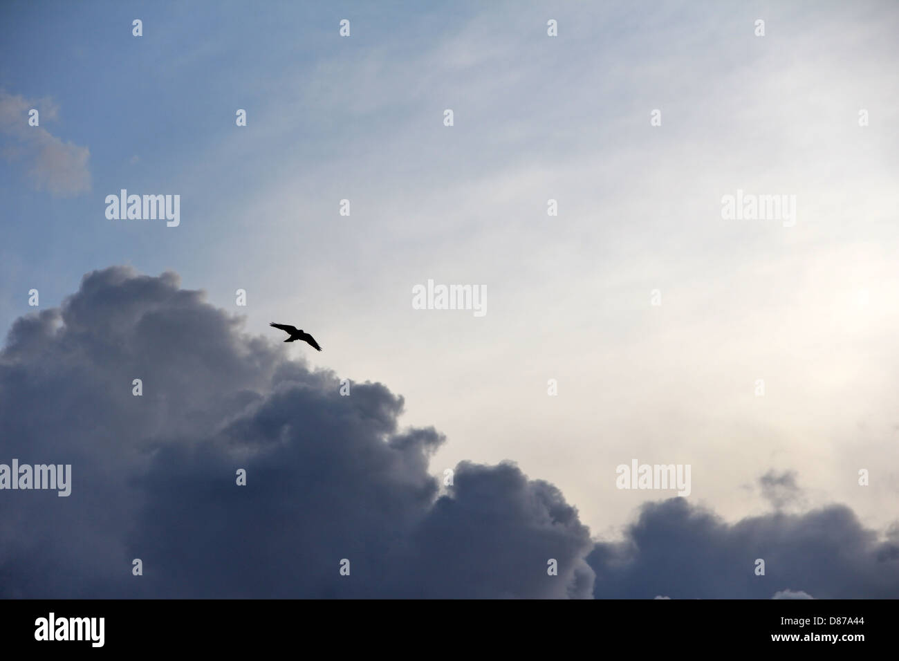 Bird emerging from cloud Stock Photo - Alamy