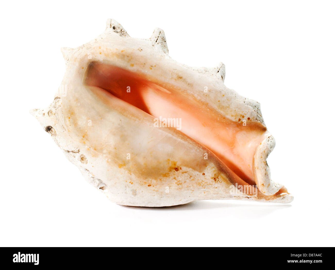 big sea shell with shade Stock Photo - Alamy