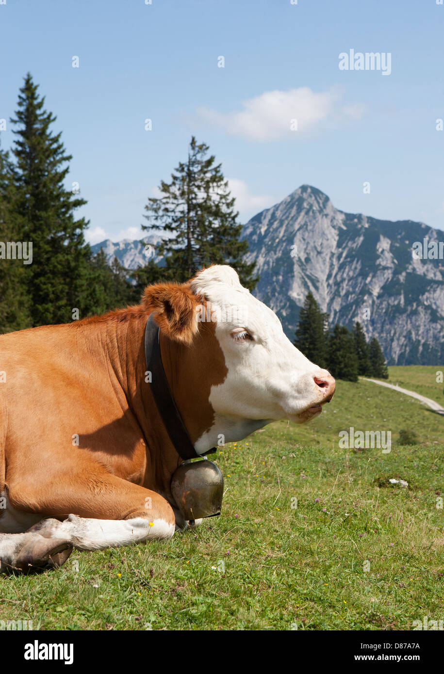 Cow Sitting On A Shelf