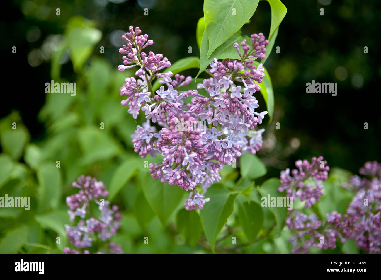 A lilac branch in bud Stock Photo - Alamy