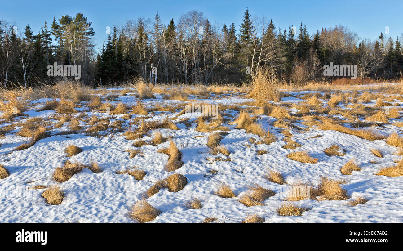 A barren piece of real estate with clumps of dried grass and patchy ...