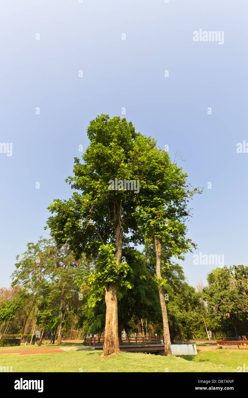 Big High Tree in the Public Park with Blue Sky Stock Photo - Alamy