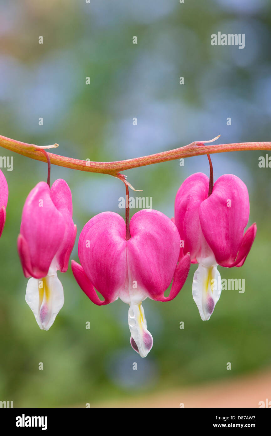 Lamprocapnos spectabilis hi-res stock photography and images - Alamy