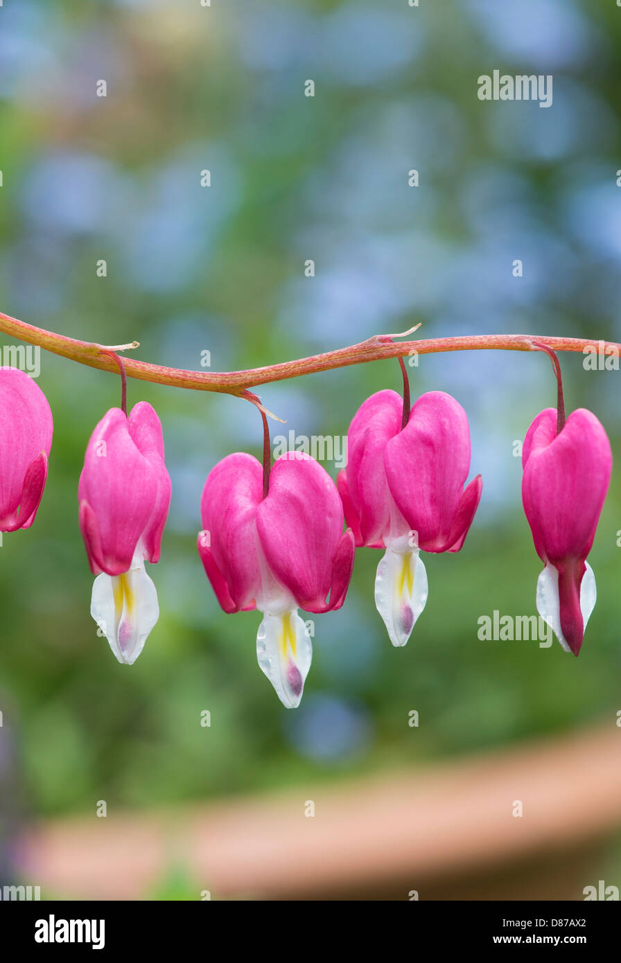 Lamprocapnos spectabilis. Bleeding heart flowers Stock Photo - Alamy