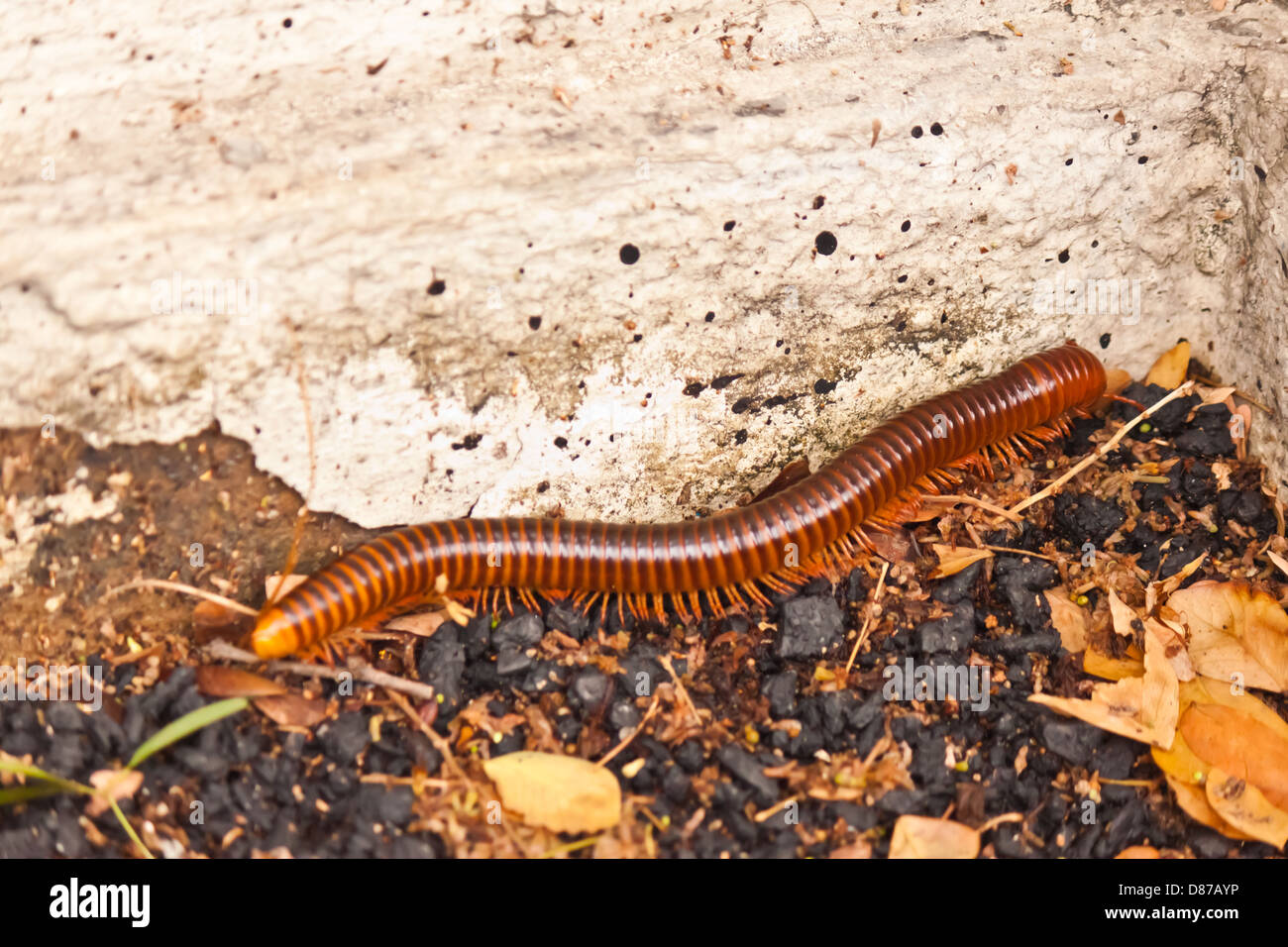 Millipedes hi-res stock photography and images - Alamy
