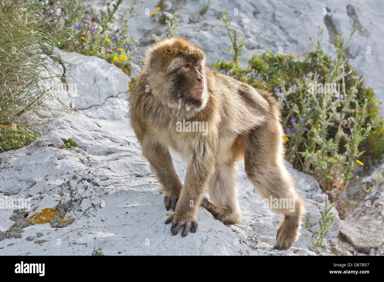 Mature male barbary macaque macaca hi-res stock photography and images ...