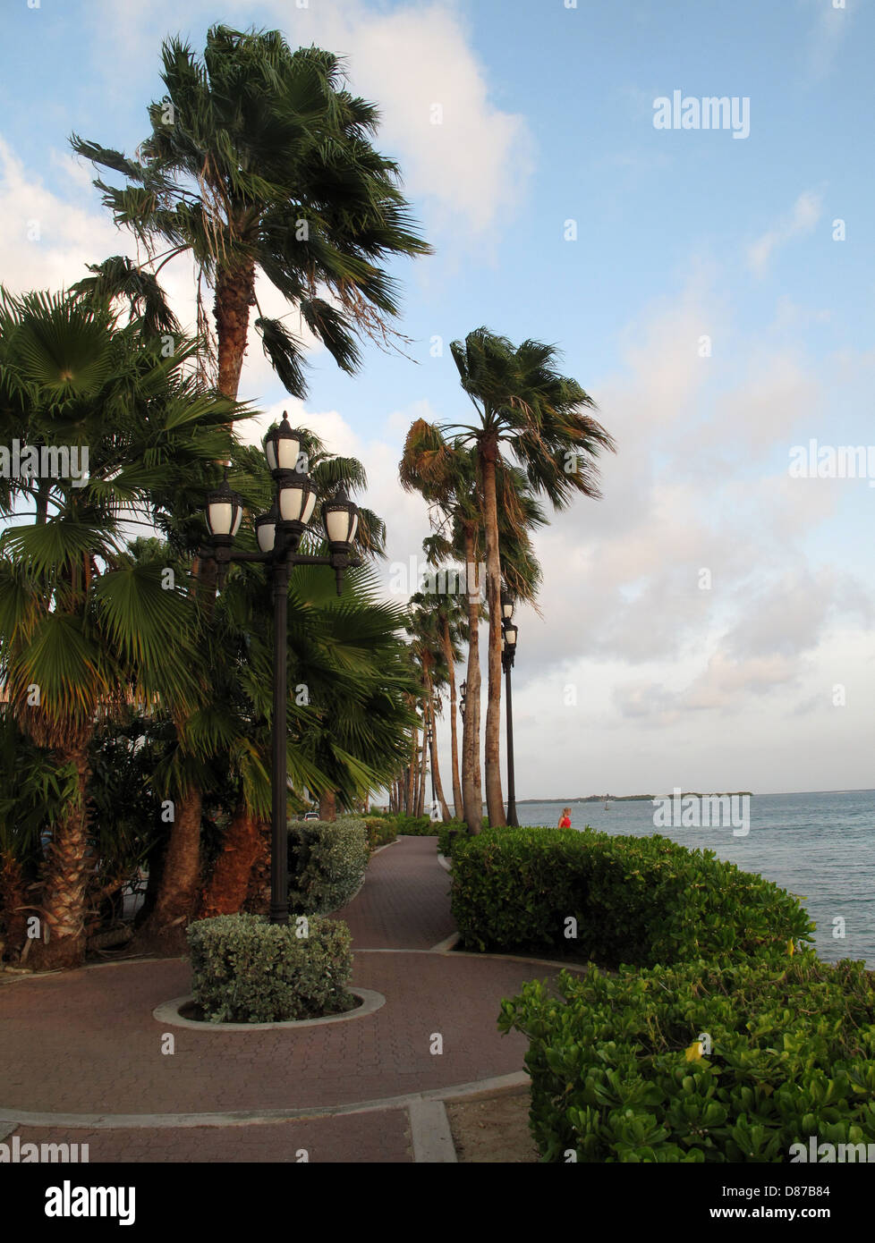 Flora aruba hi-res stock photography and images - Alamy