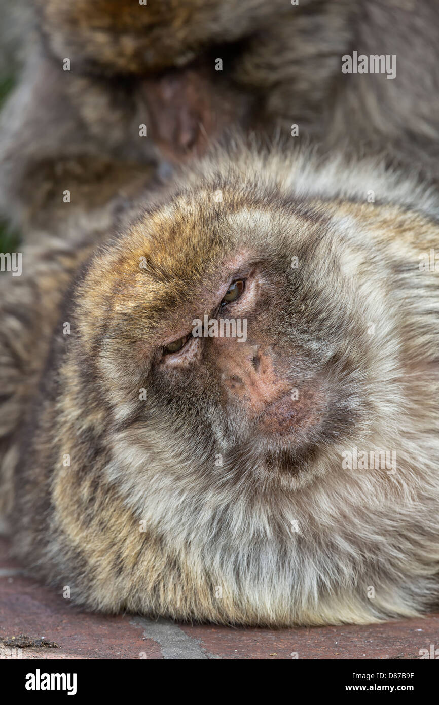 Alpha female hi-res stock photography and images - Alamy