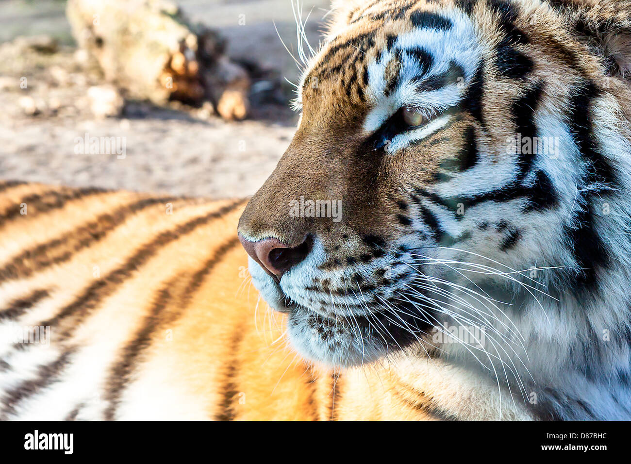 Angry tiger head yellow eyes hi-res stock photography and images - Alamy