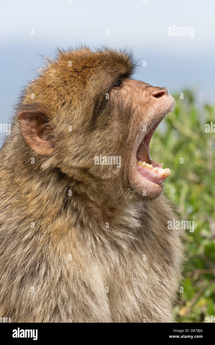 Gibraltar ape teeth hi-res stock photography and images - Alamy