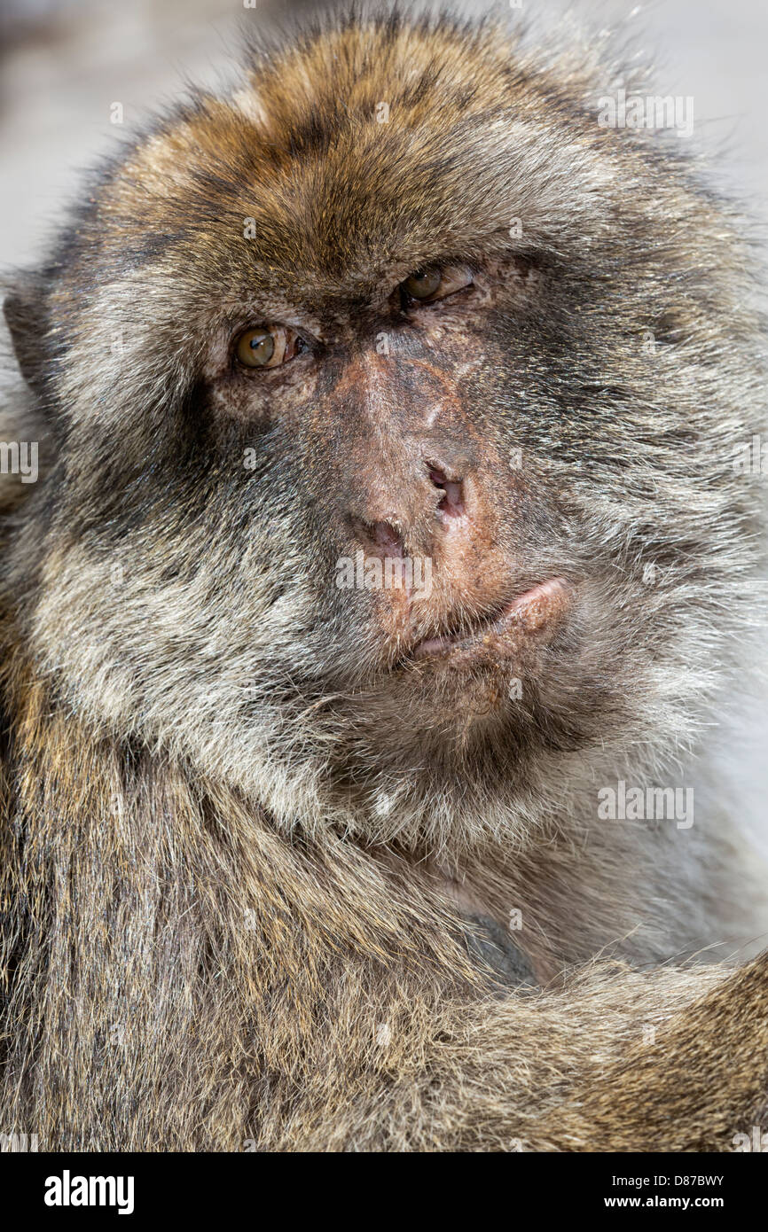 Macaque face hi-res stock photography and images - Alamy