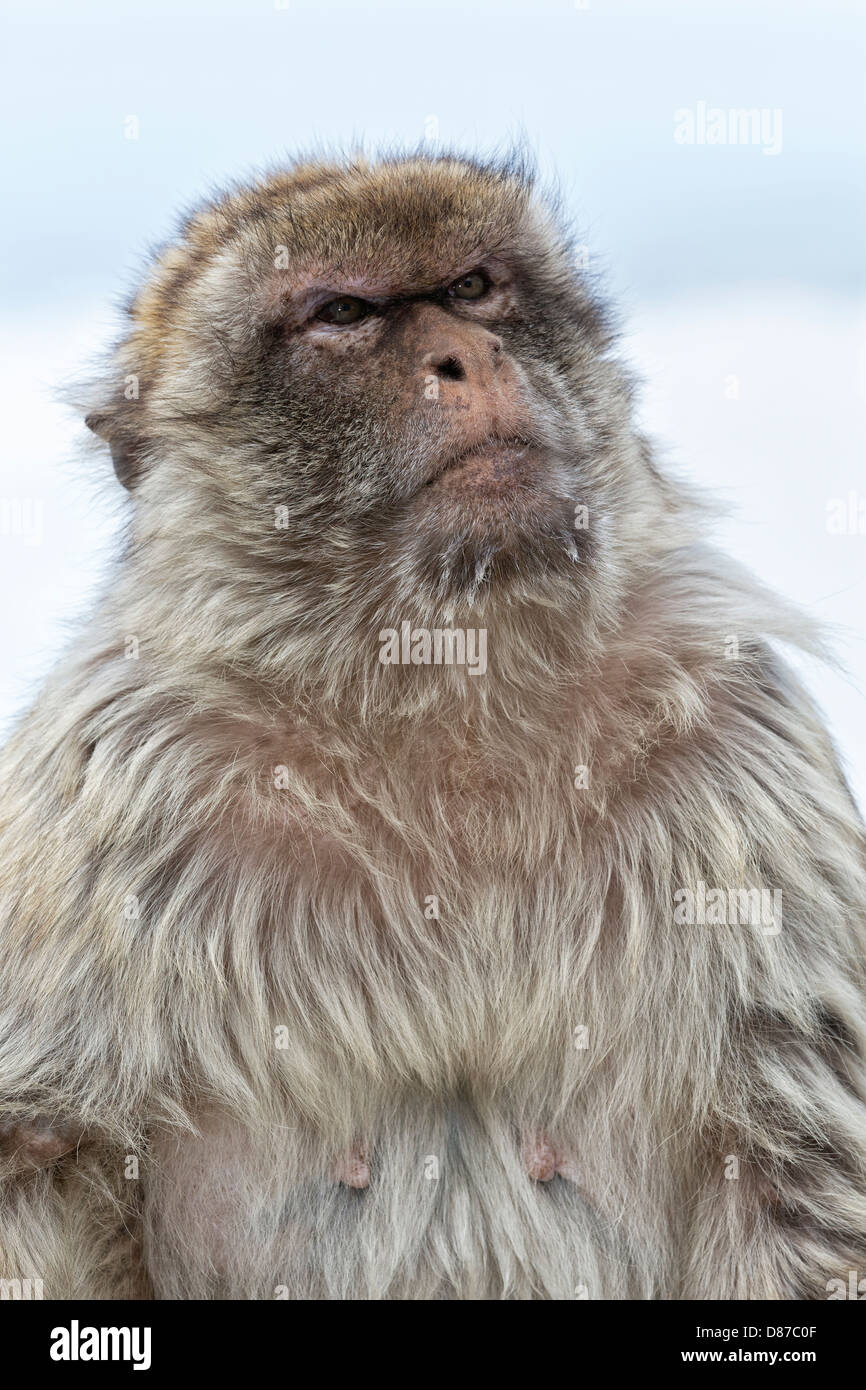 Macaque face hi-res stock photography and images - Alamy