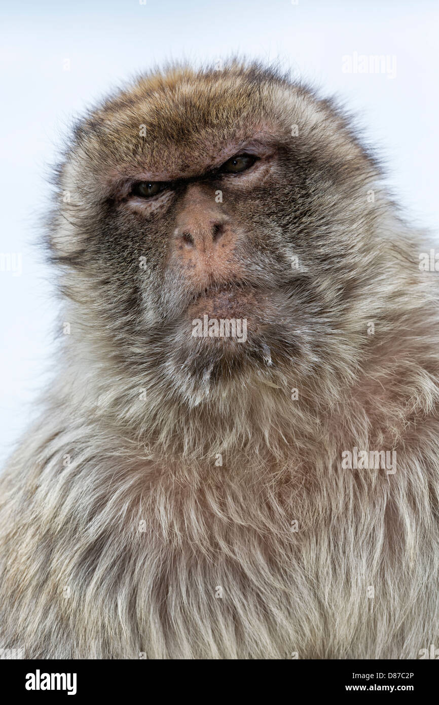 Macaque face hi-res stock photography and images - Alamy