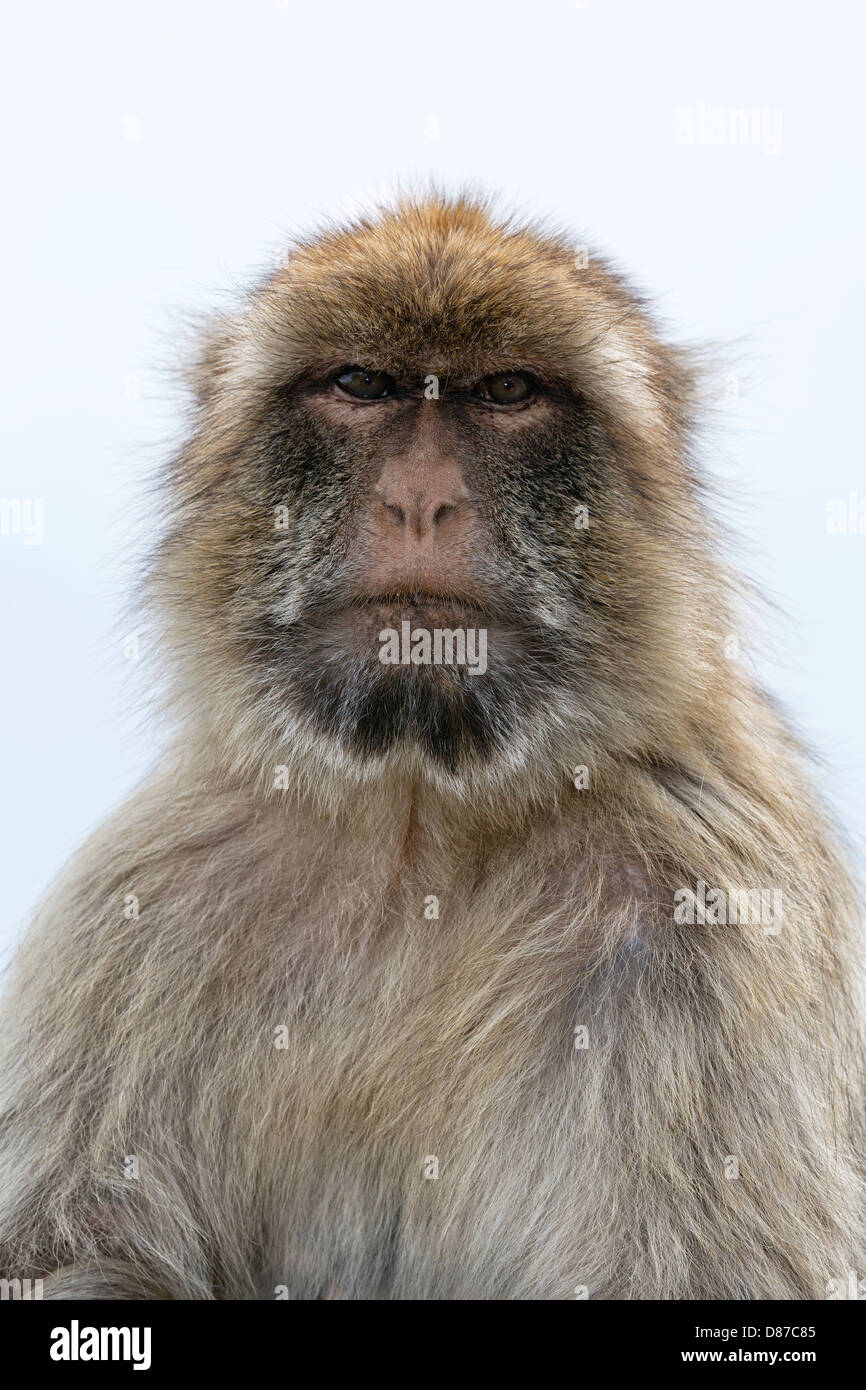Macaque face hi-res stock photography and images - Alamy