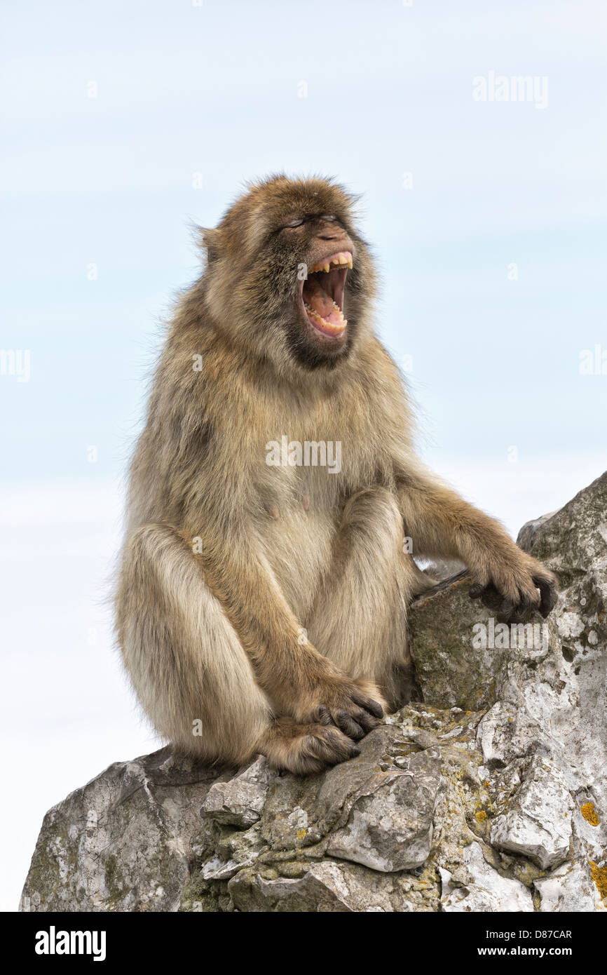 Gibraltar ape teeth hi-res stock photography and images - Alamy