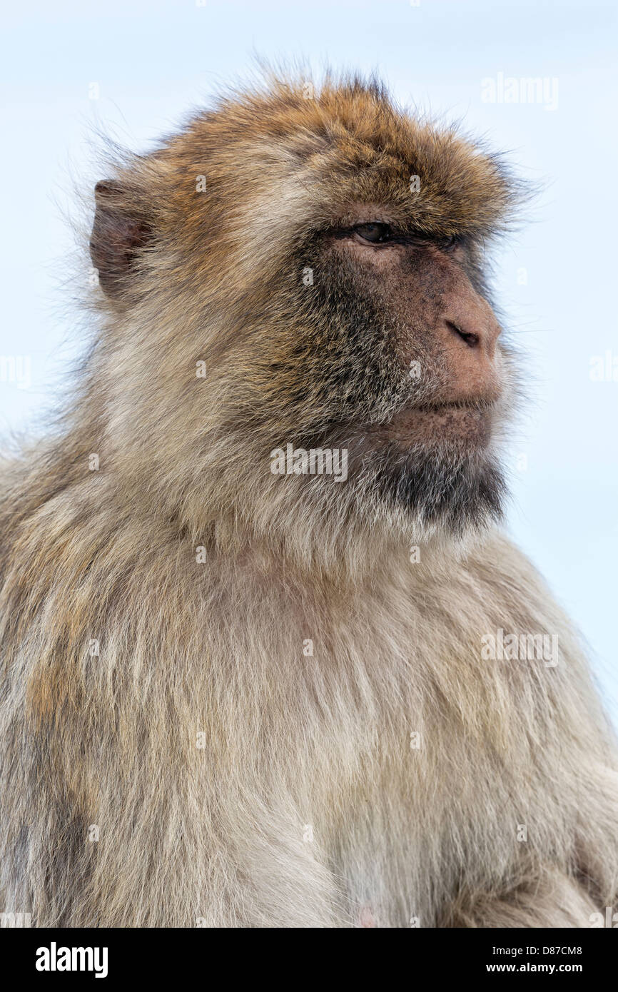 Macaque face hi-res stock photography and images - Alamy