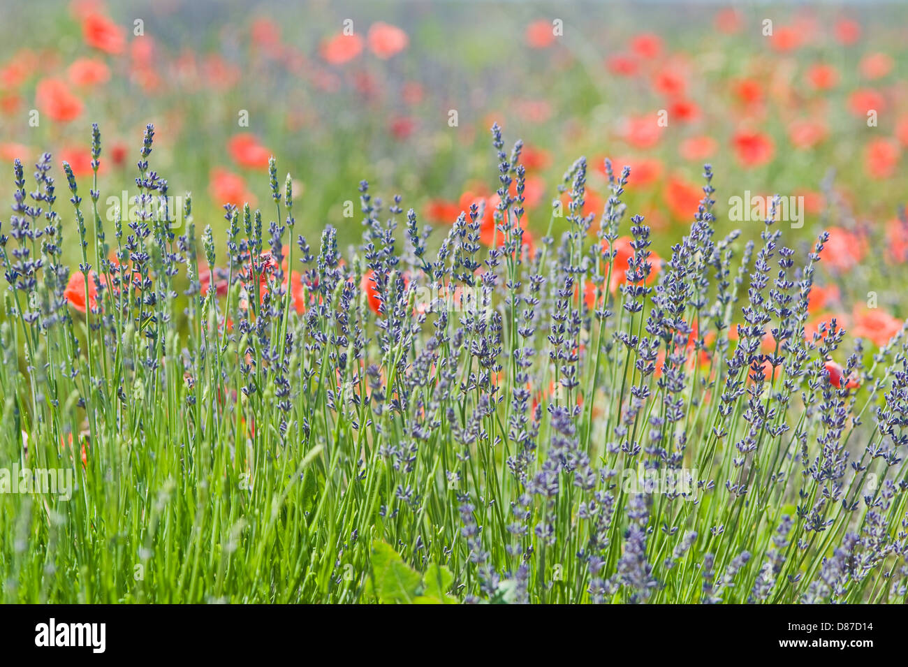 View lavender red poppy hi-res stock photography and images - Alamy