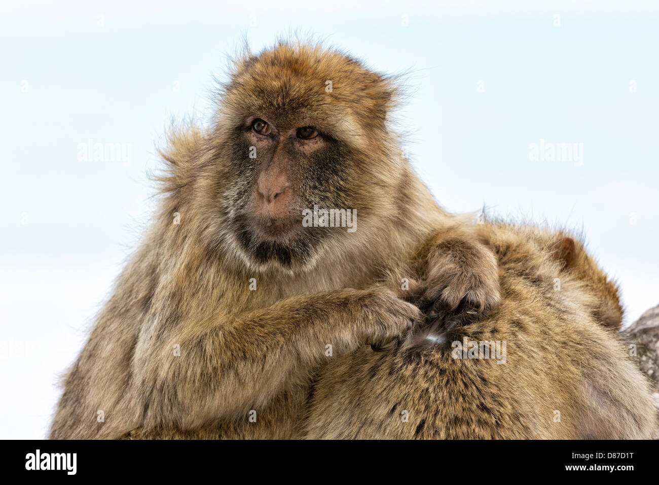 Macaque grooming behavior hi-res stock photography and images - Alamy