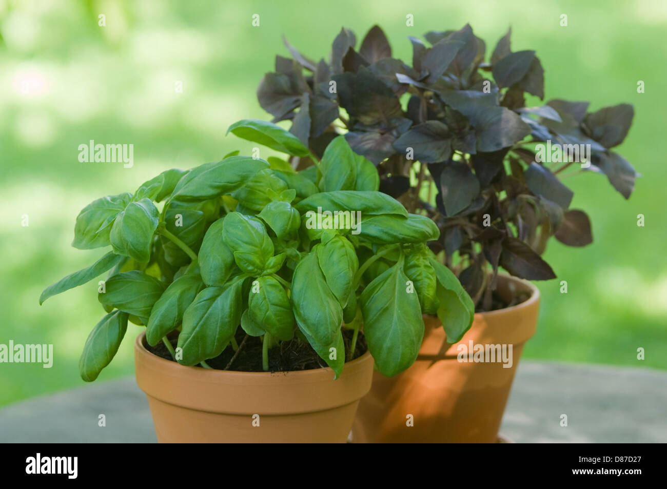 Pot plant of Basil and Red Basil Stock Photo - Alamy