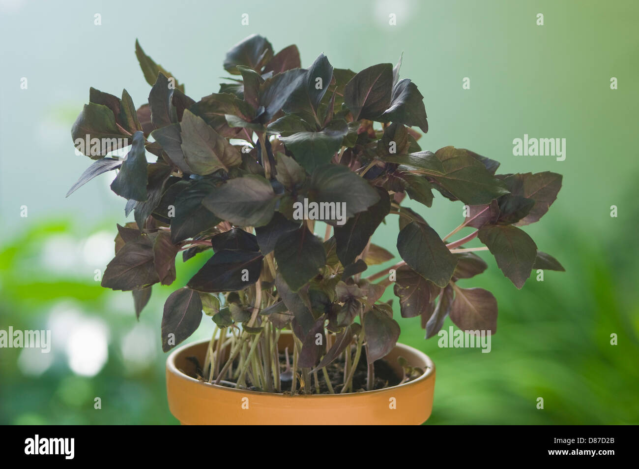 Red Basil in plantpot, close up Stock Photo - Alamy