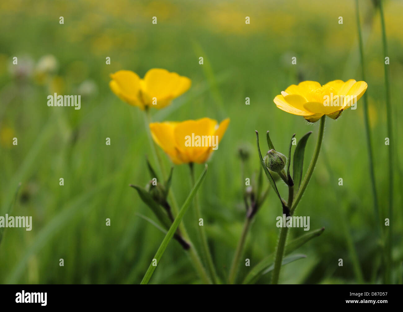 Buttercups in a field Stock Photo - Alamy