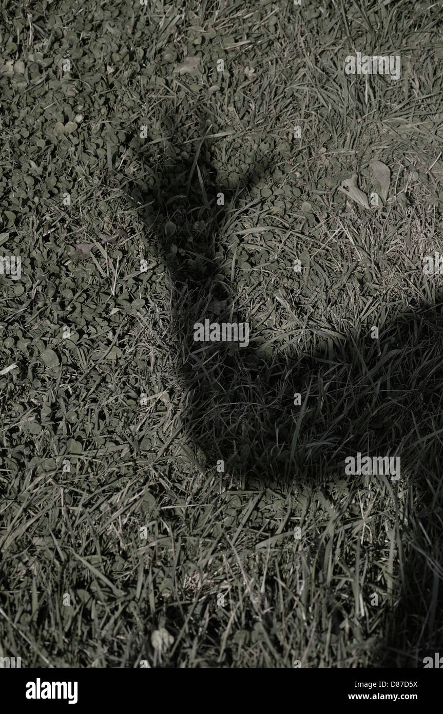 Shadow of arm in grass Stock Photo - Alamy