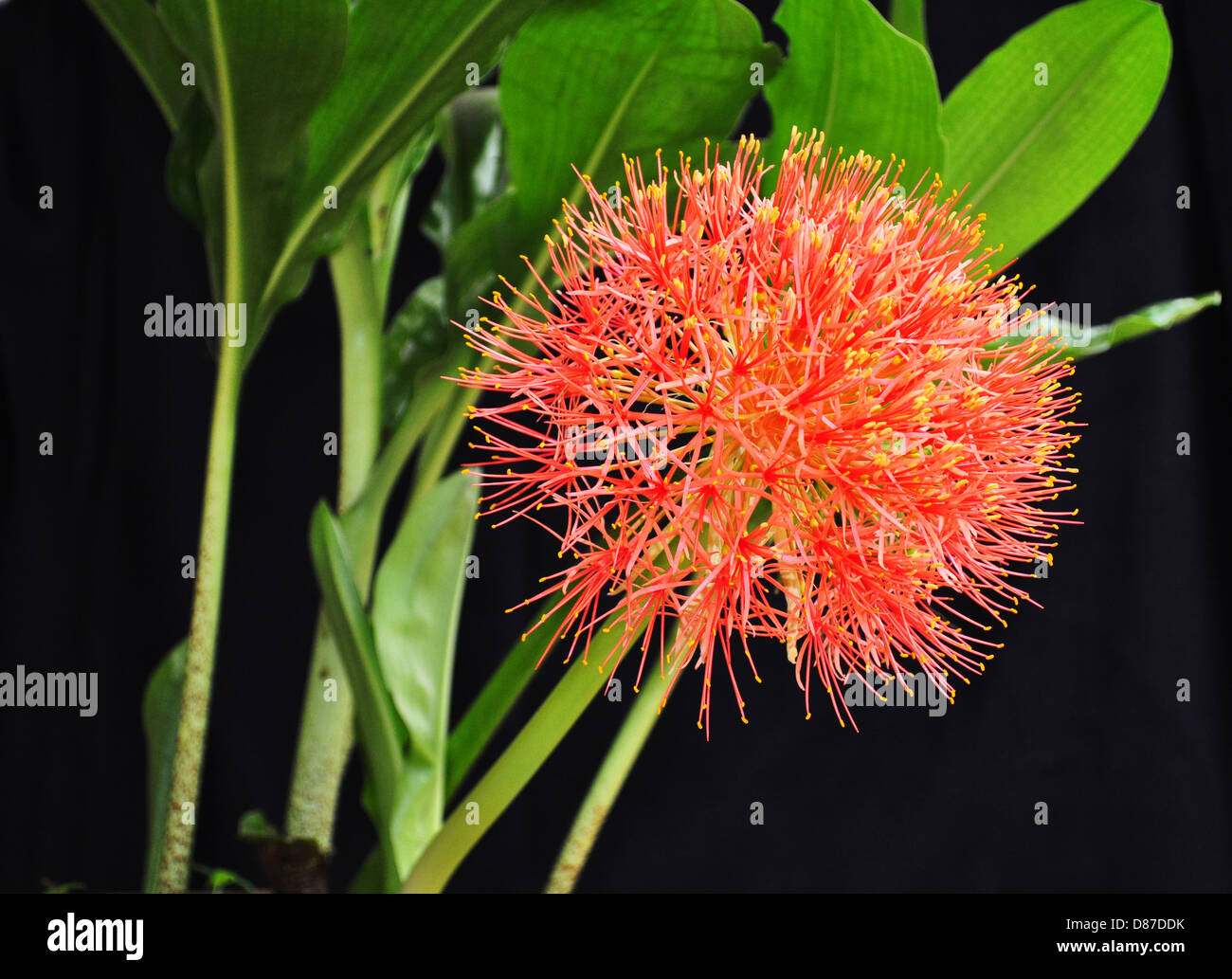 Haemanthus multiflorus plants and flower Stock Photo - Alamy