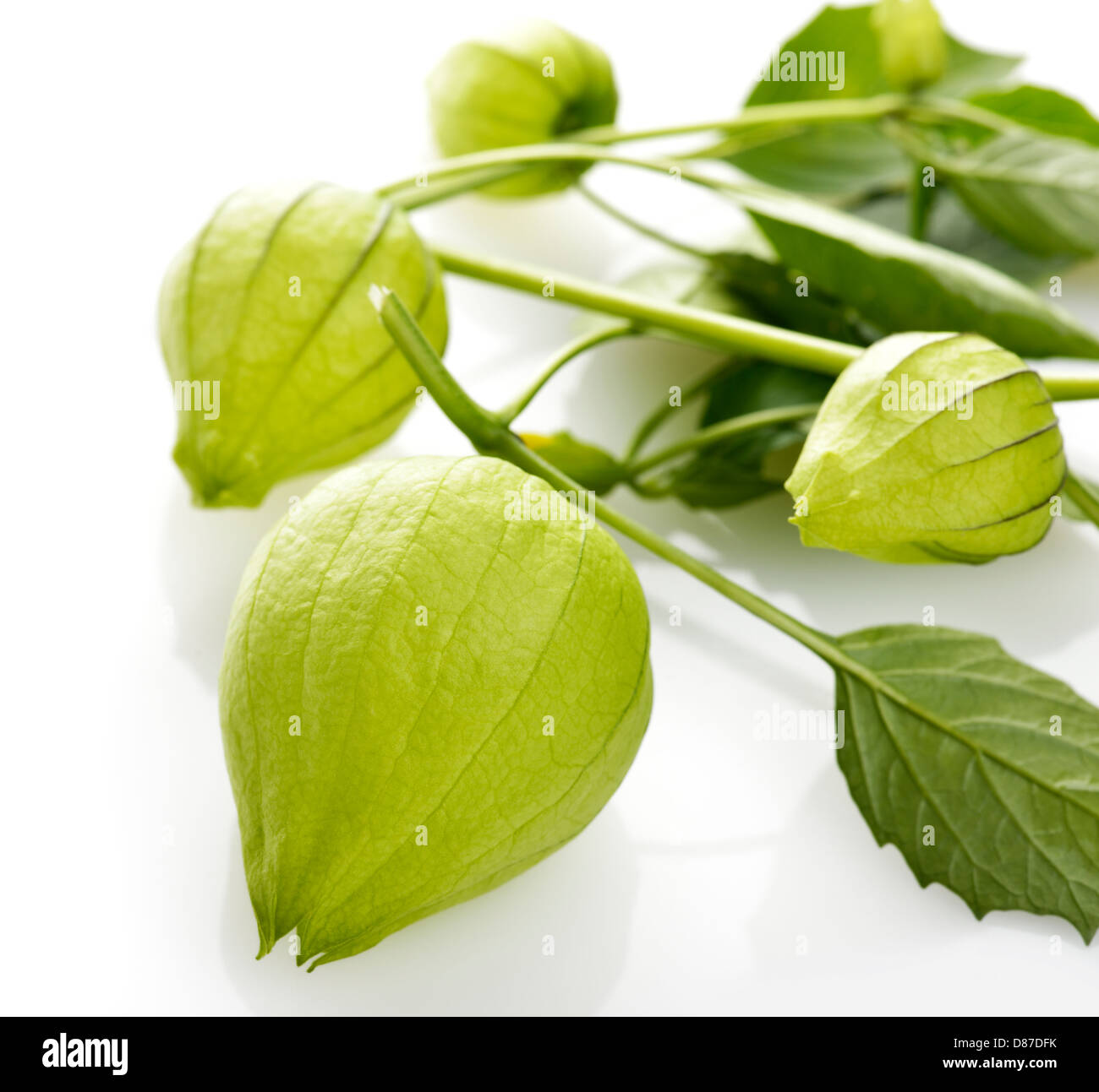 Tomatillo plant hi-res stock photography and images - Alamy