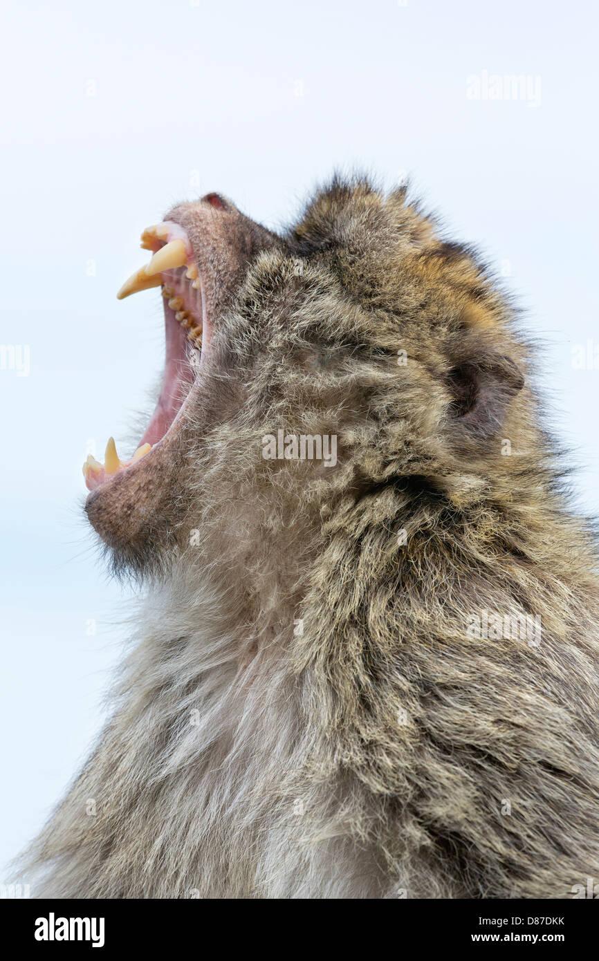 Gibraltar ape teeth hi-res stock photography and images - Alamy