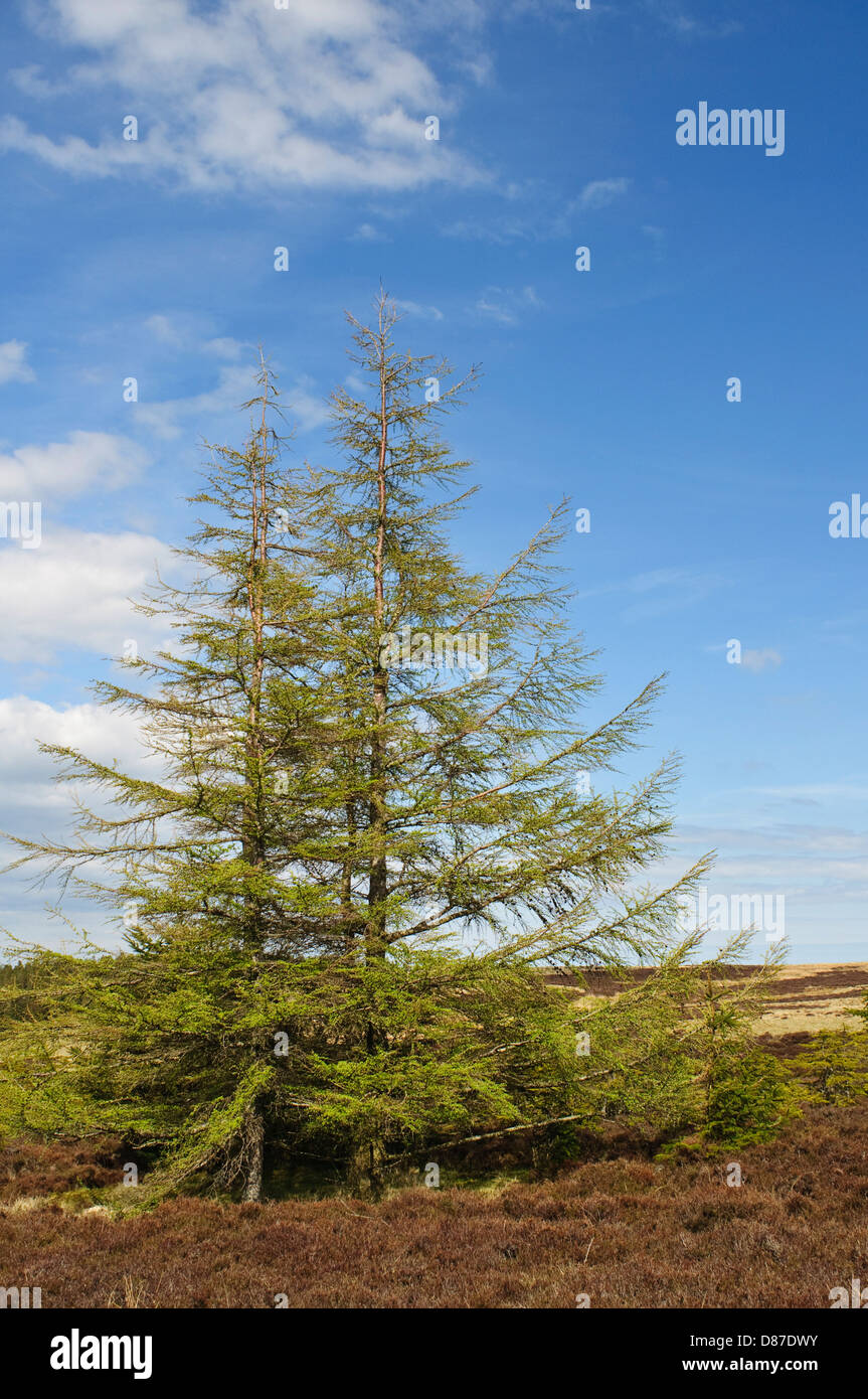 Larch scotland hi-res stock photography and images - Alamy