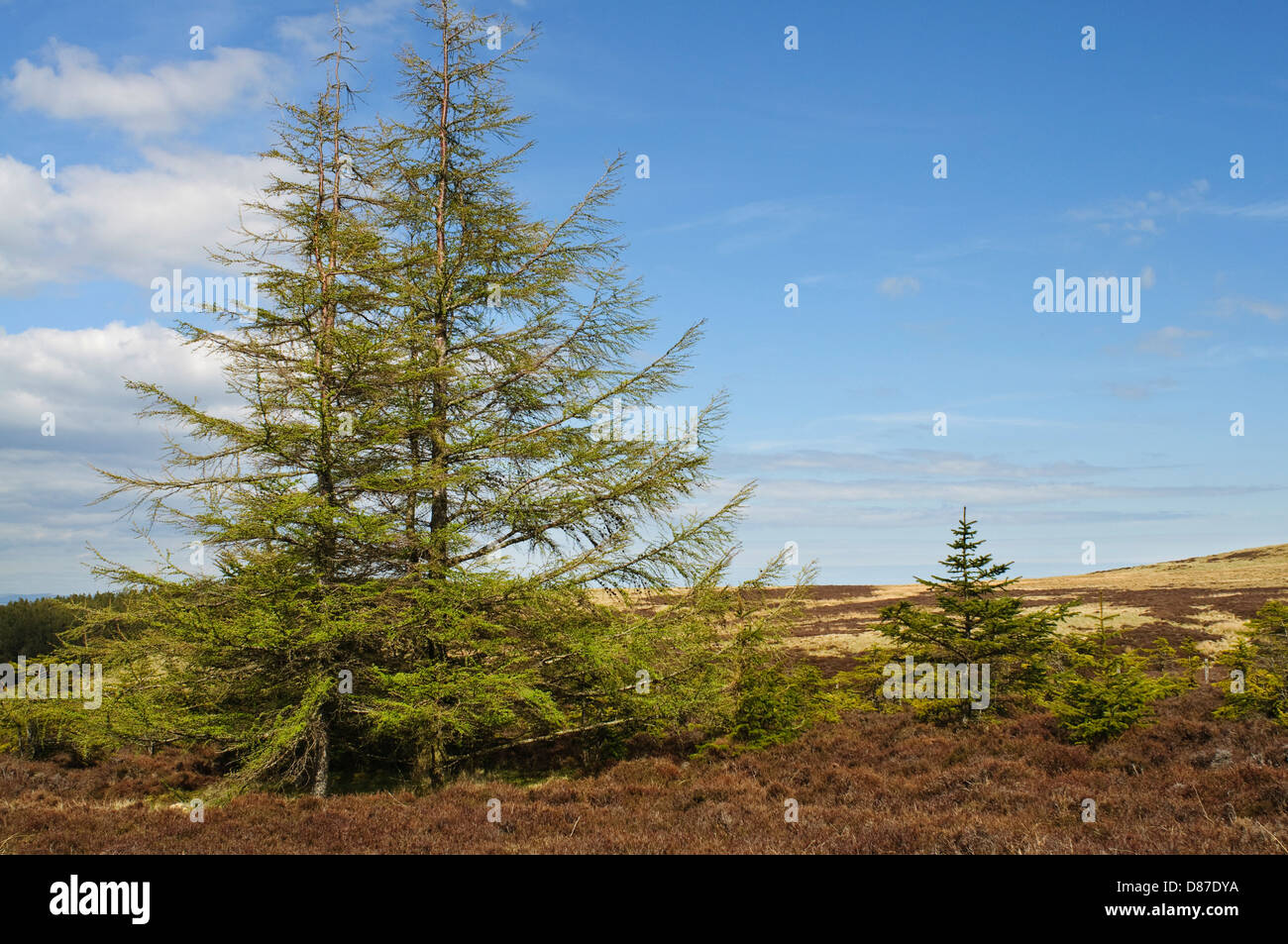 Larch trees uk hi-res stock photography and images - Alamy