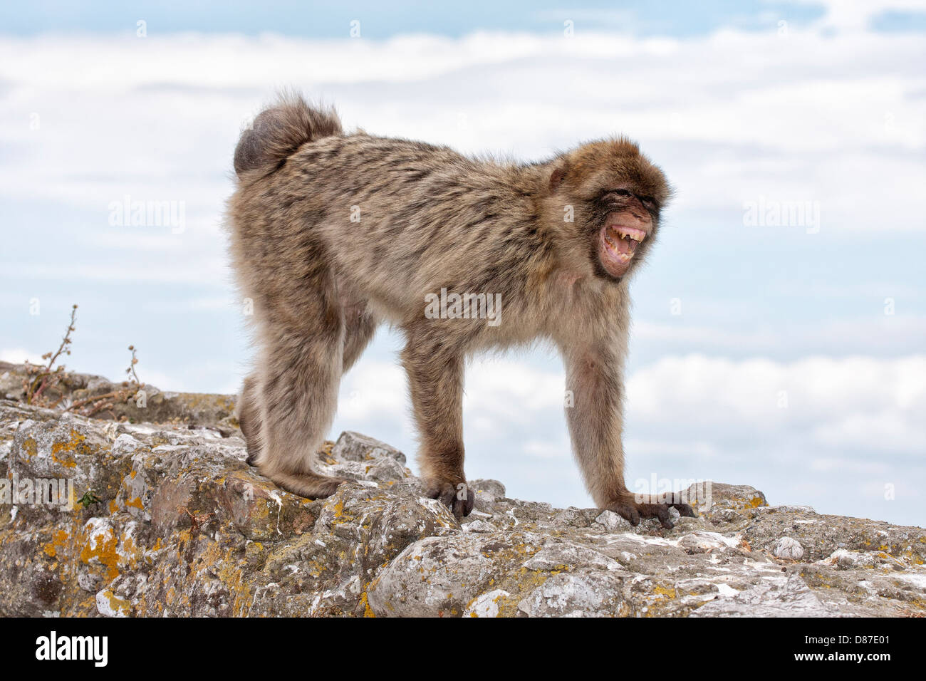 Breeding condition female Barbary Macaque - greeting grin Stock Photo ...