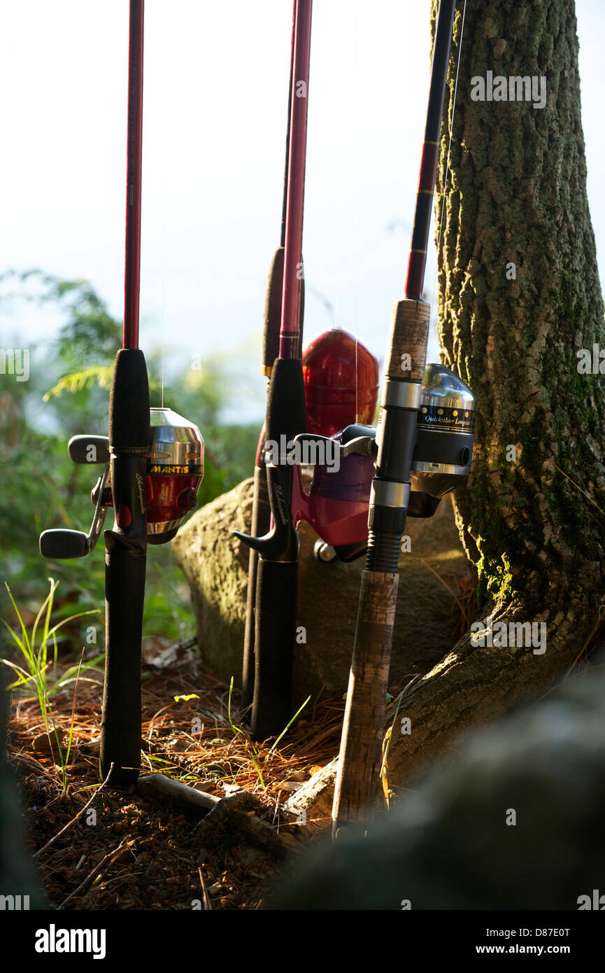 Fishing Poles rods against tree Stock Photo - Alamy