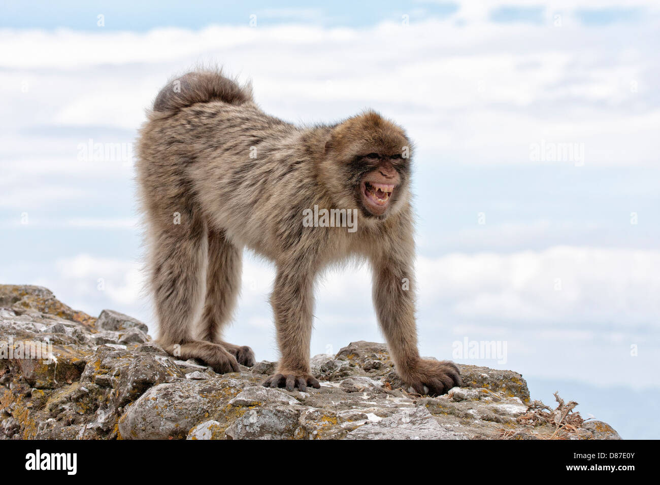 Macaque Breeding High Resolution Stock Photography and Images - Alamy
