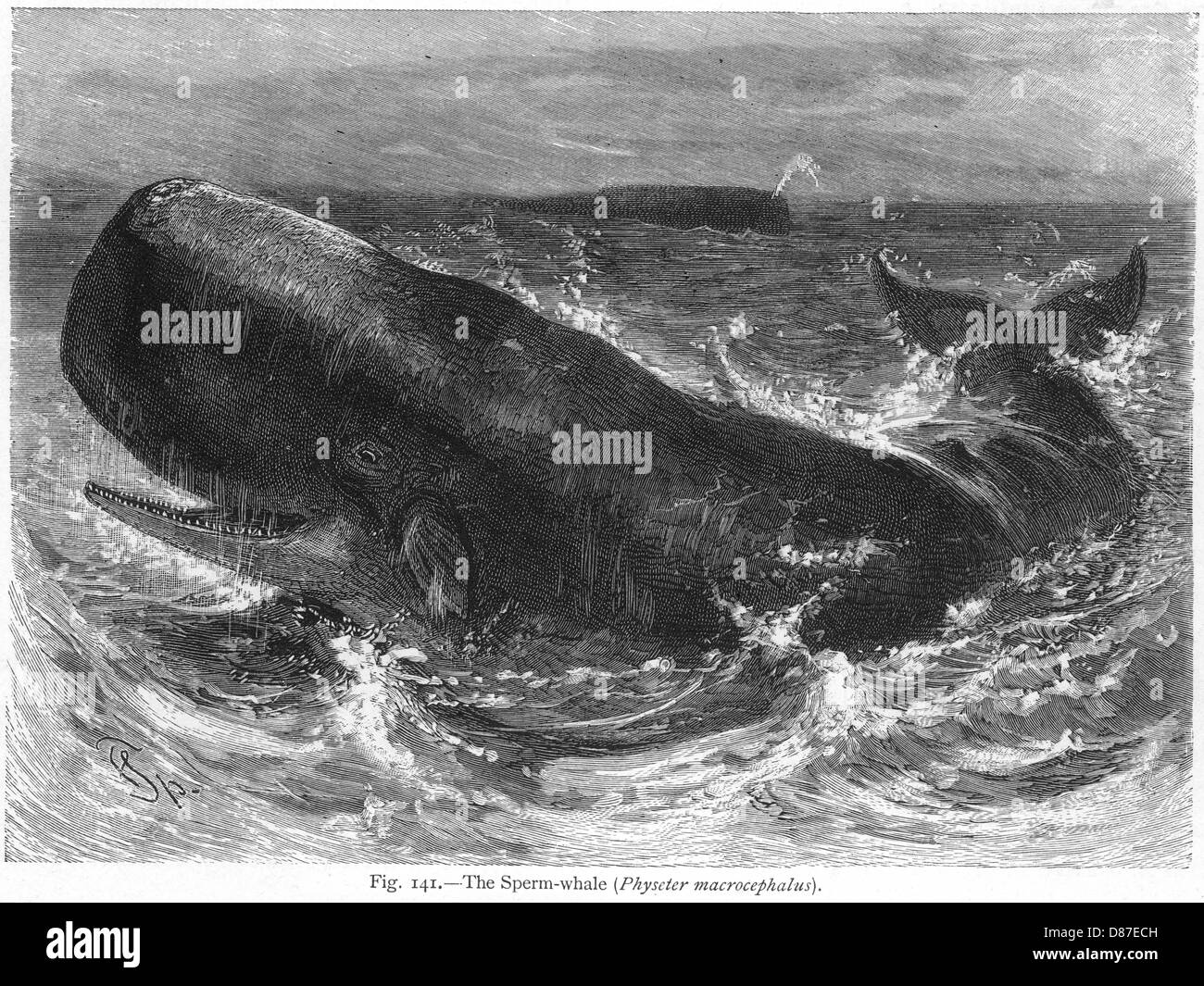 Sperm whale teeth Black and White Stock Photos & Images - Alamy