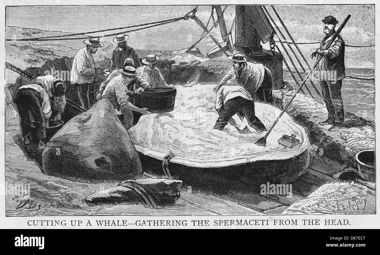 Cutting up a Whale Stock Photo - Alamy