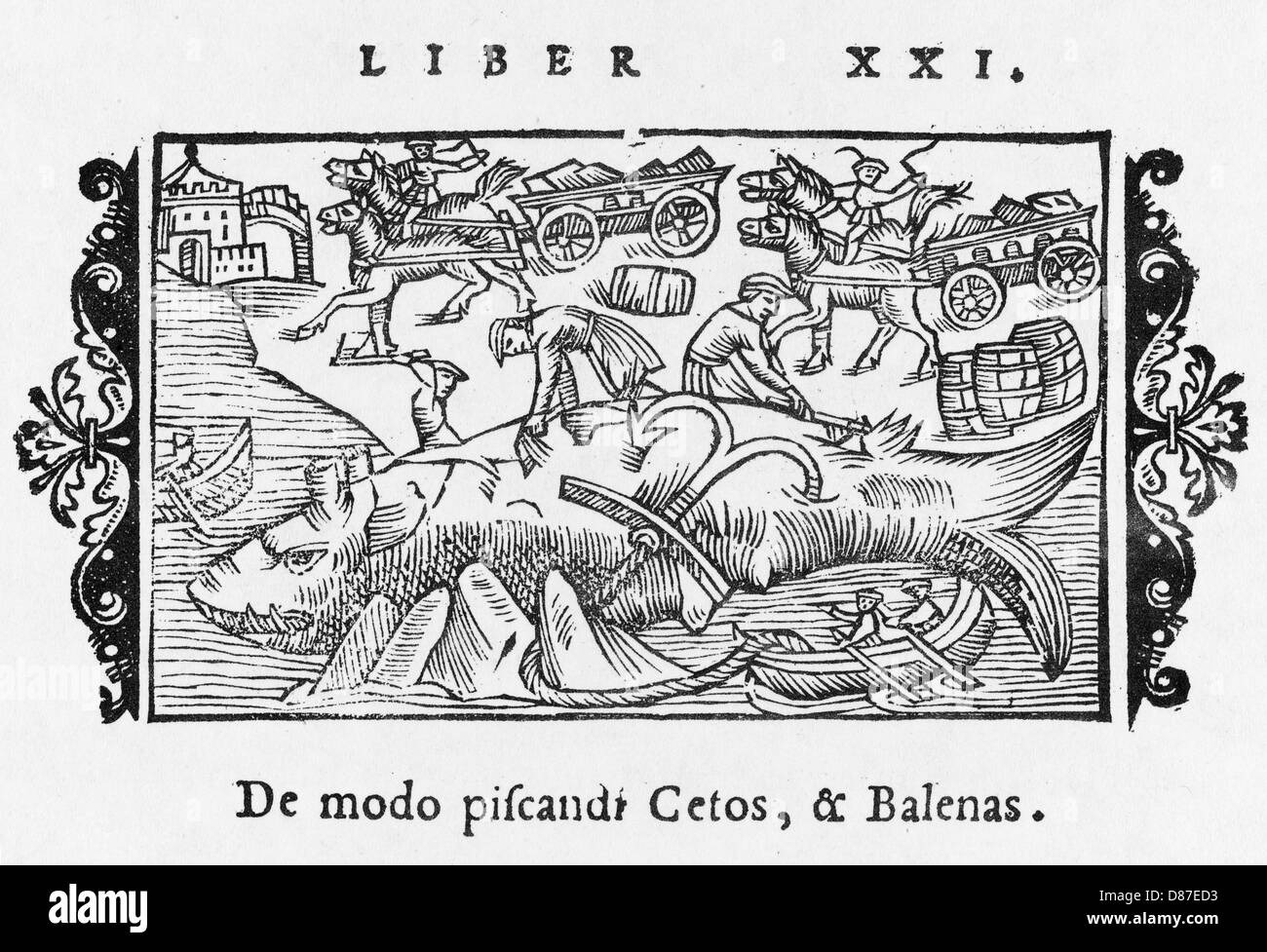 WHALING IN NORWAY Stock Photo - Alamy