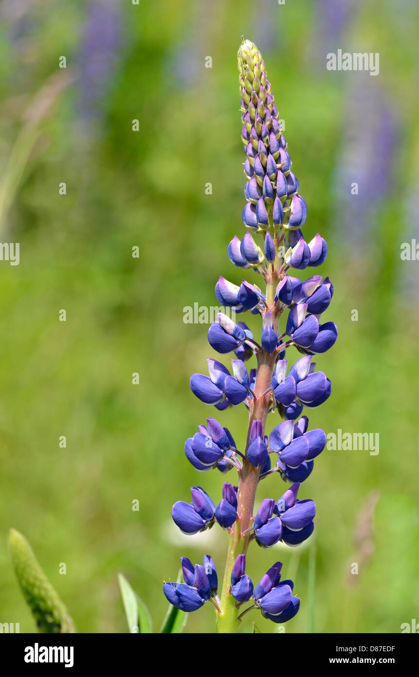Blue lupin hi-res stock photography and images - Alamy