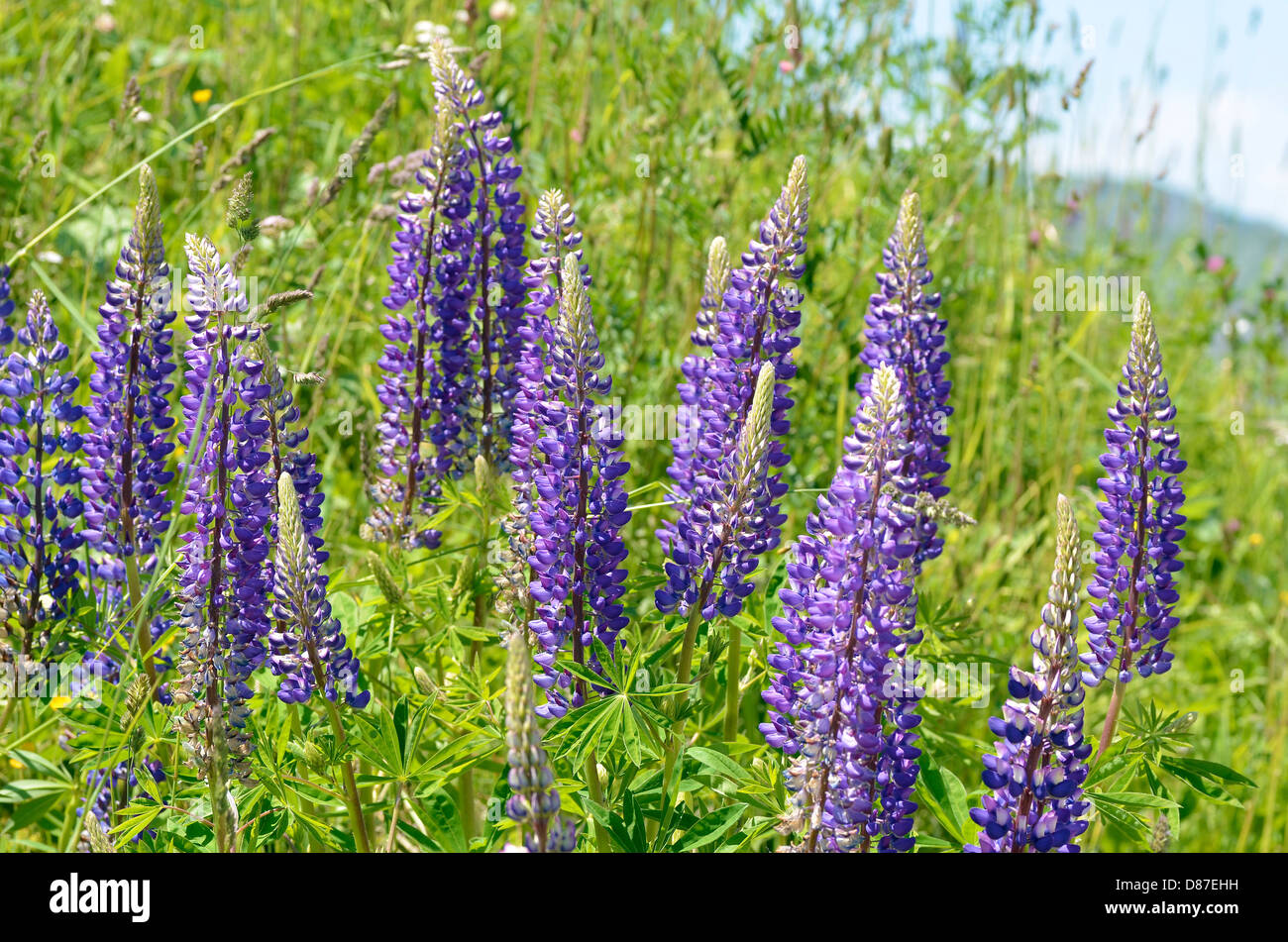 Blue lupin hi-res stock photography and images - Alamy