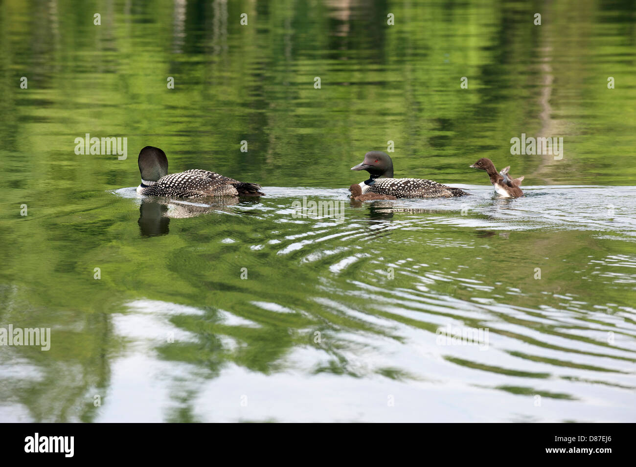 Loons with their young babies Stock Photo - Alamy