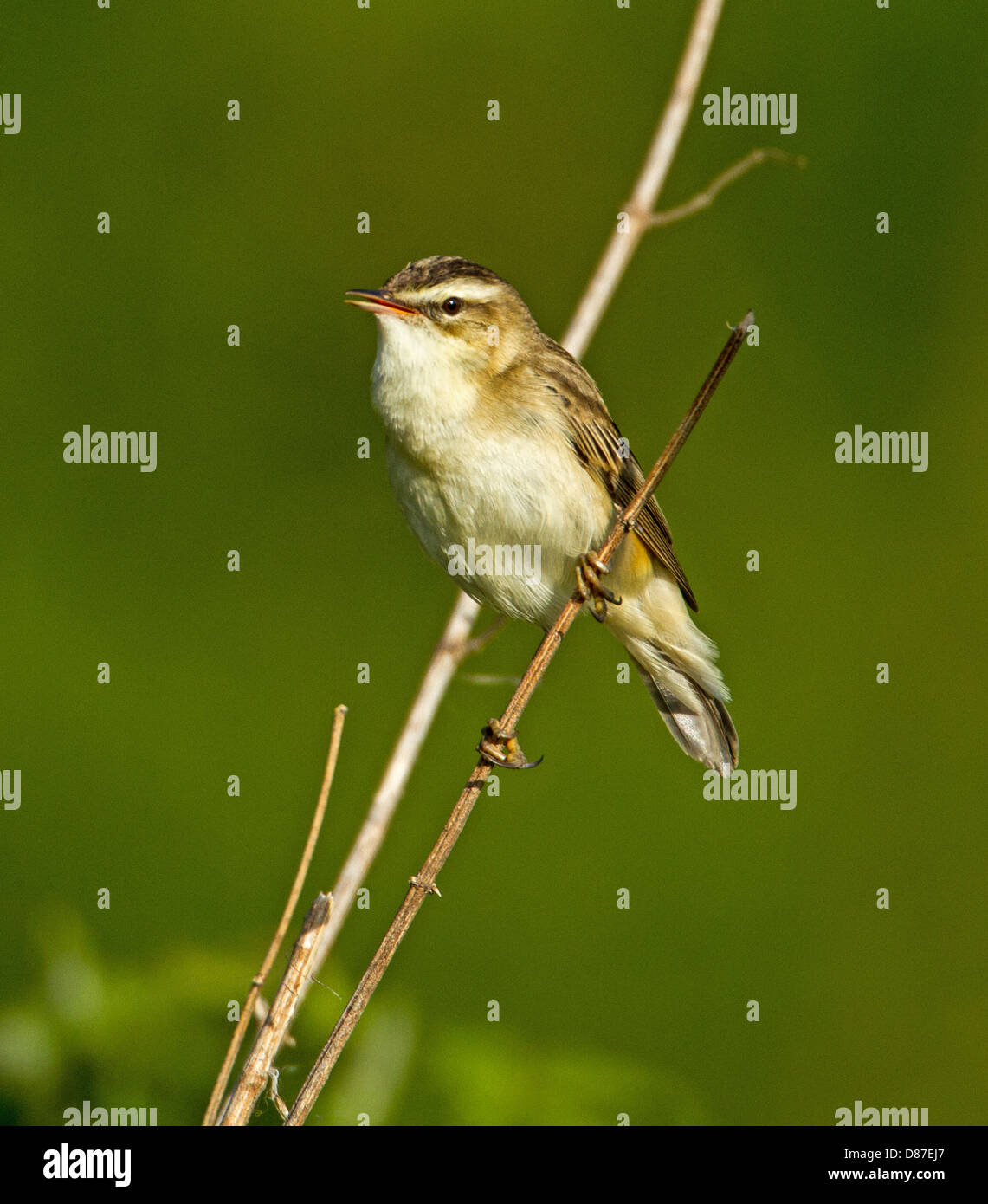 Sedge Warbler (Acrocephalus schoenobaenus Stock Photo - Alamy