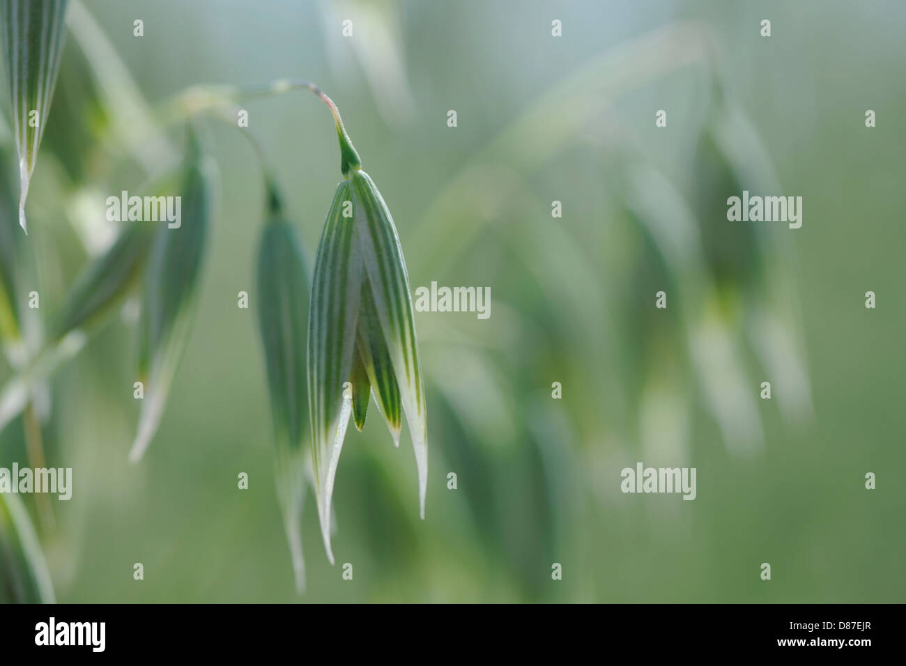 Germany, Cultivation of cereal plant Stock Photo - Alamy