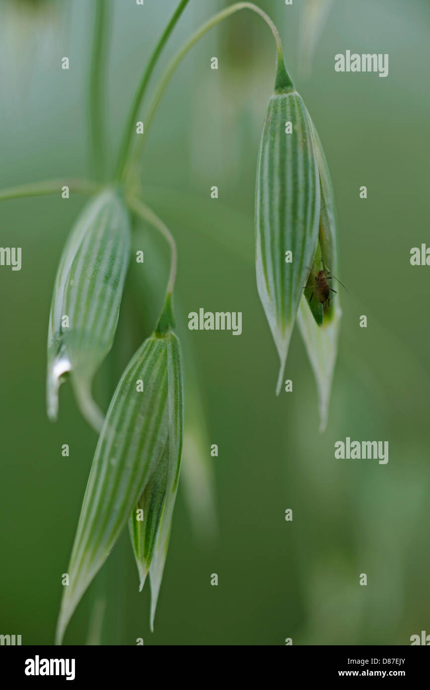 Germany, Cultivation of cereal plant Stock Photo - Alamy