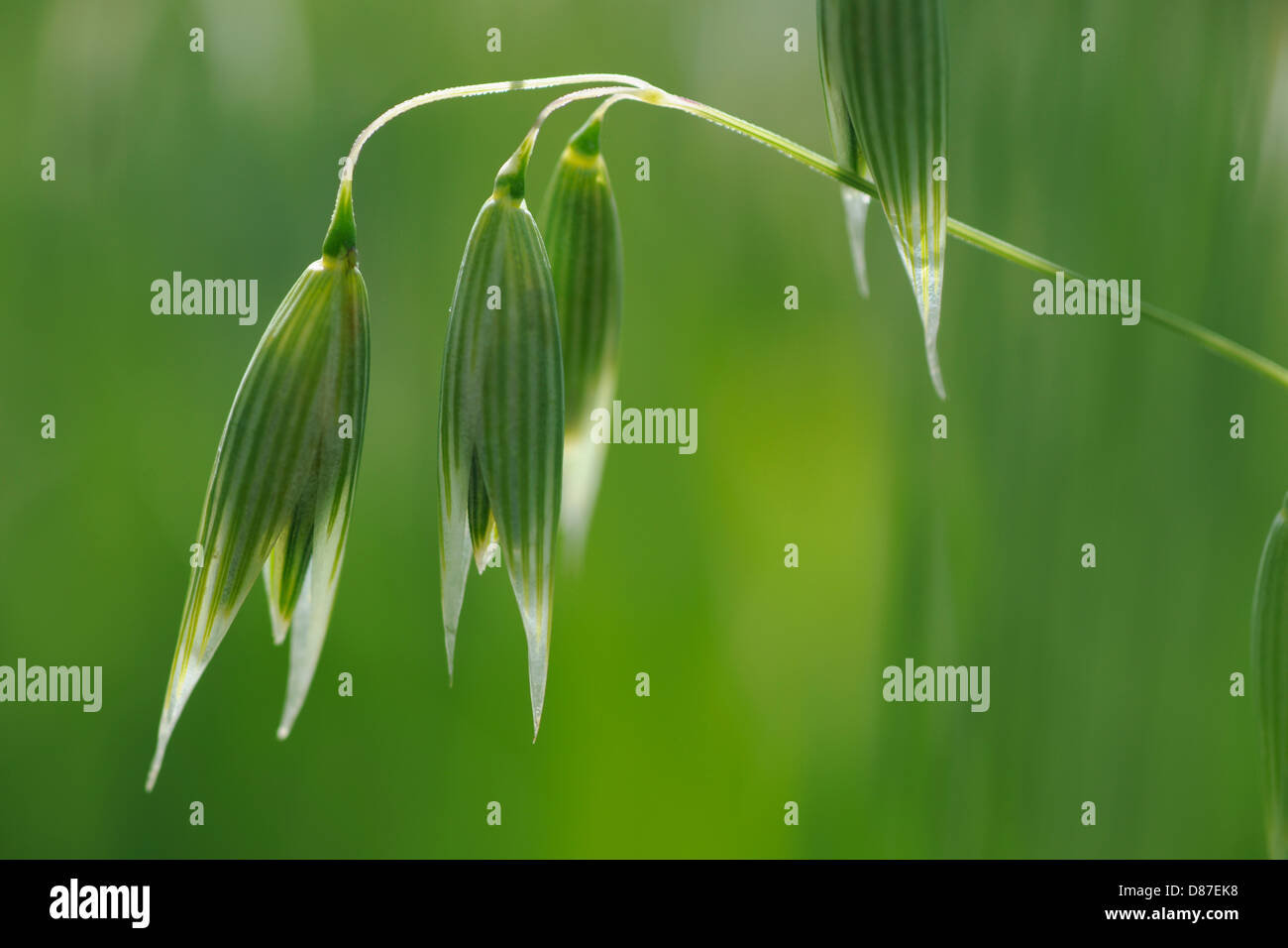 Germany, Cultivation of cereal plant Stock Photo - Alamy