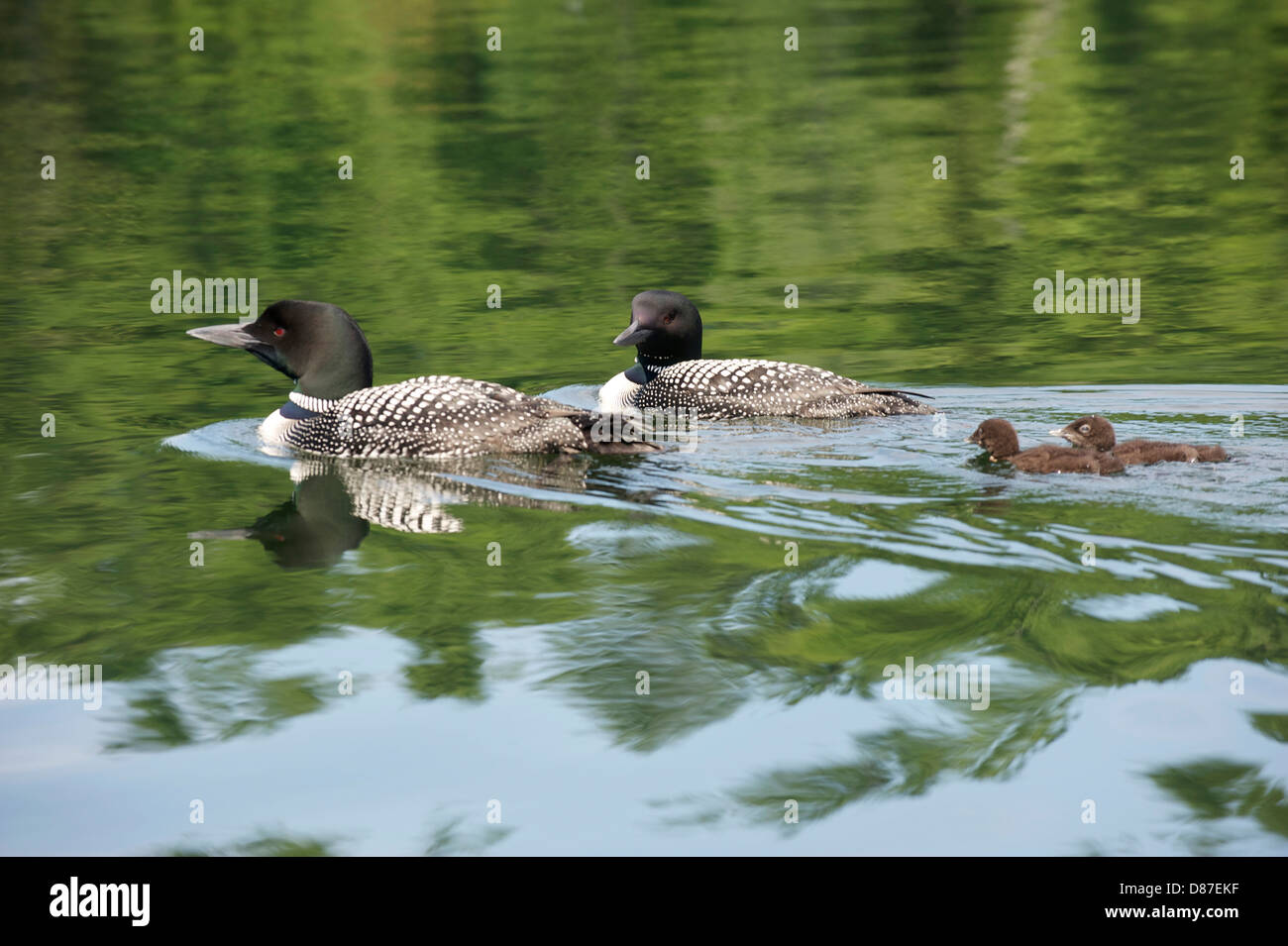 Loons with their young babies Stock Photo - Alamy