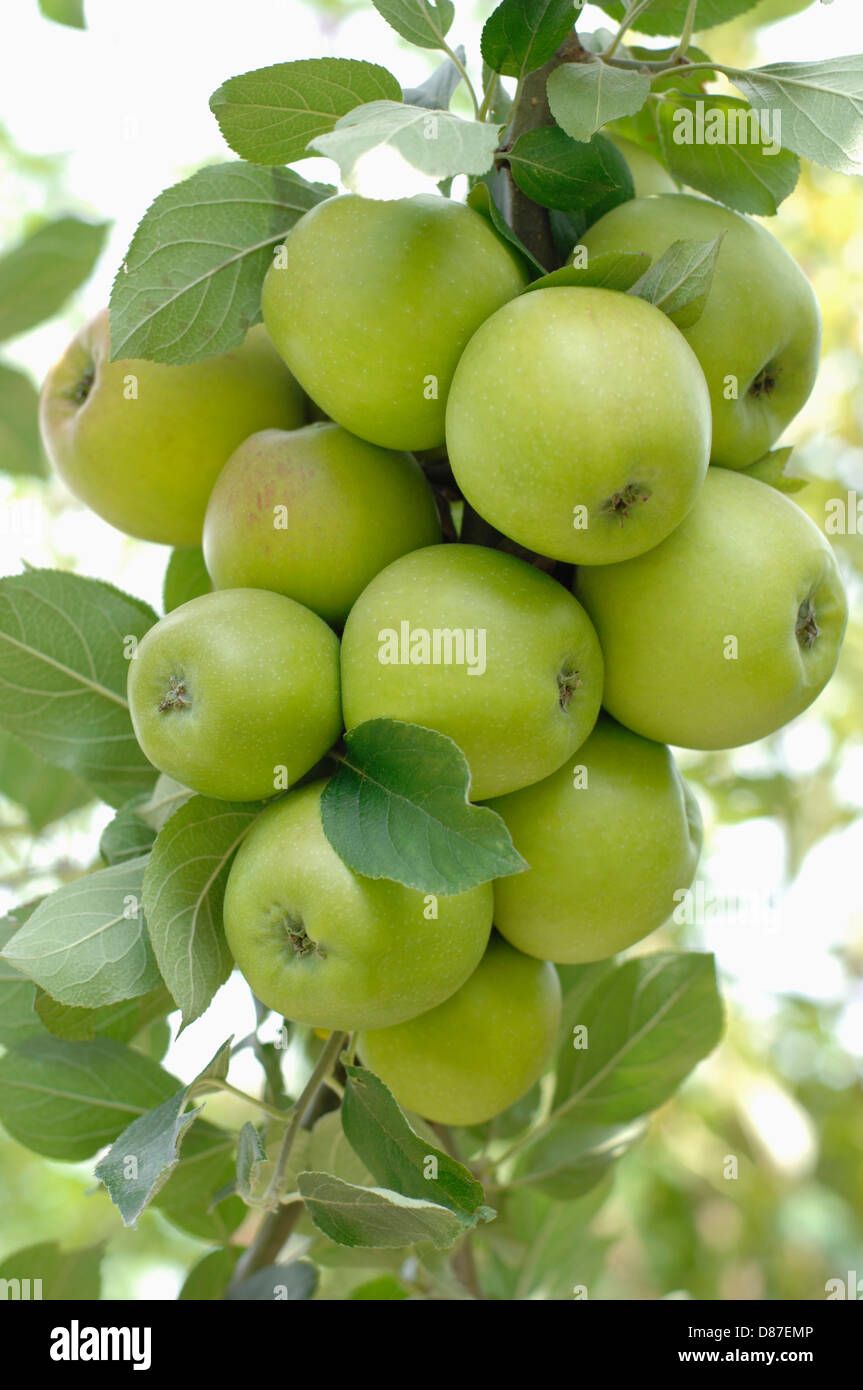 Germany, Bavaria, Apples growing on tree Stock Photo - Alamy