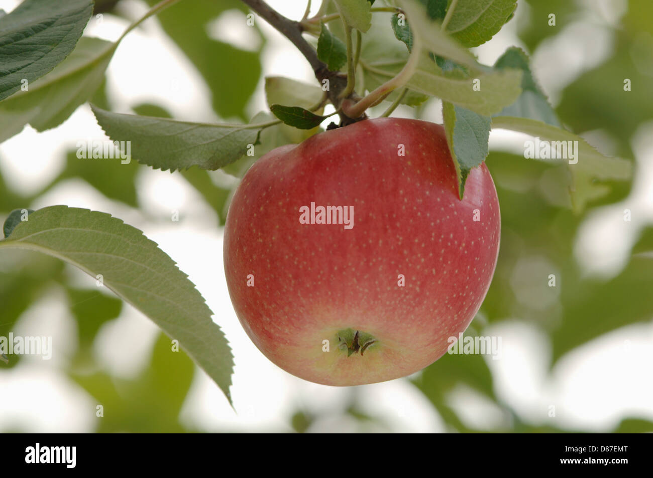 Germany, Bavaria, Apple growing on tree Stock Photo - Alamy